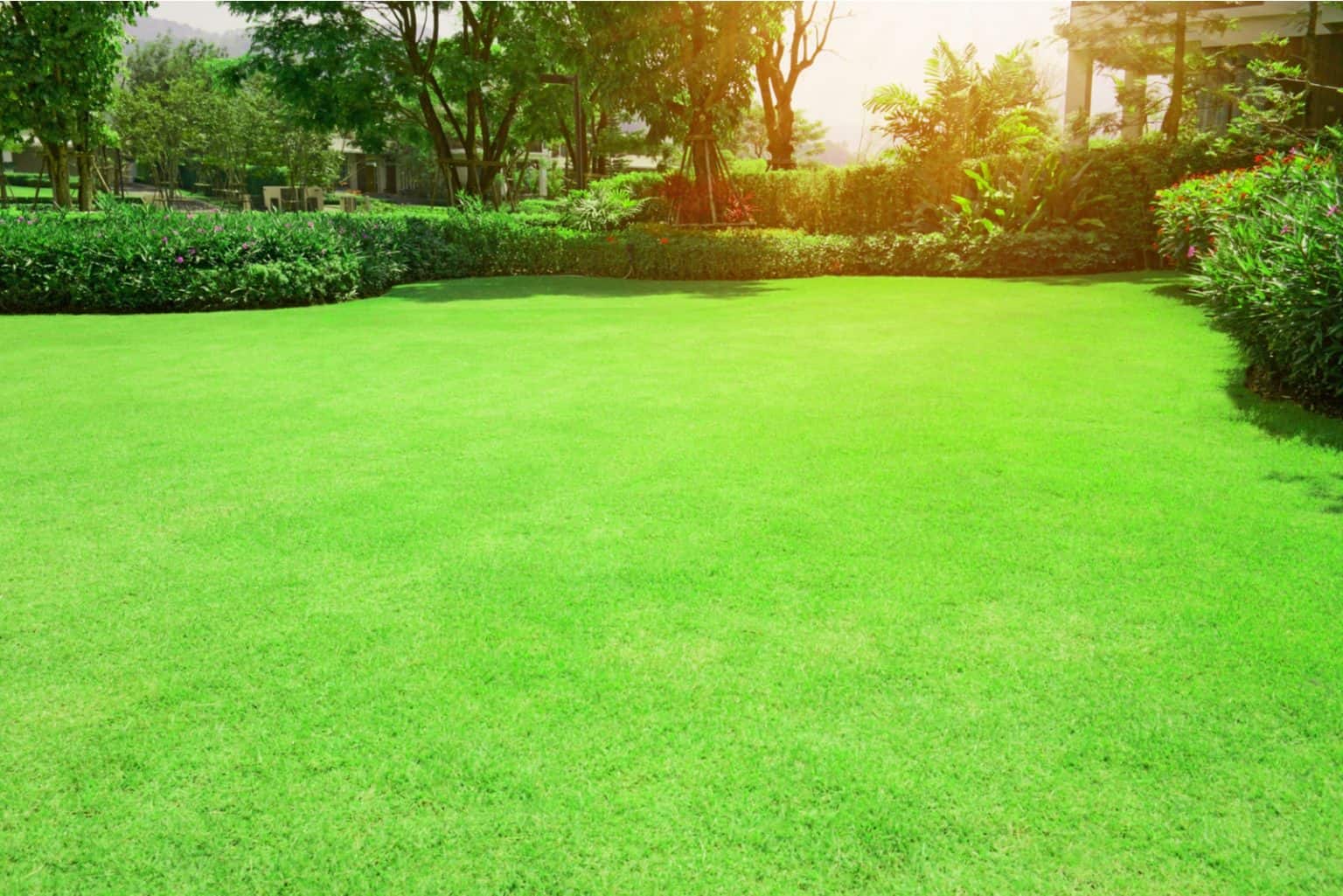 Humic Acid For Lawns: Everything You Need To Know