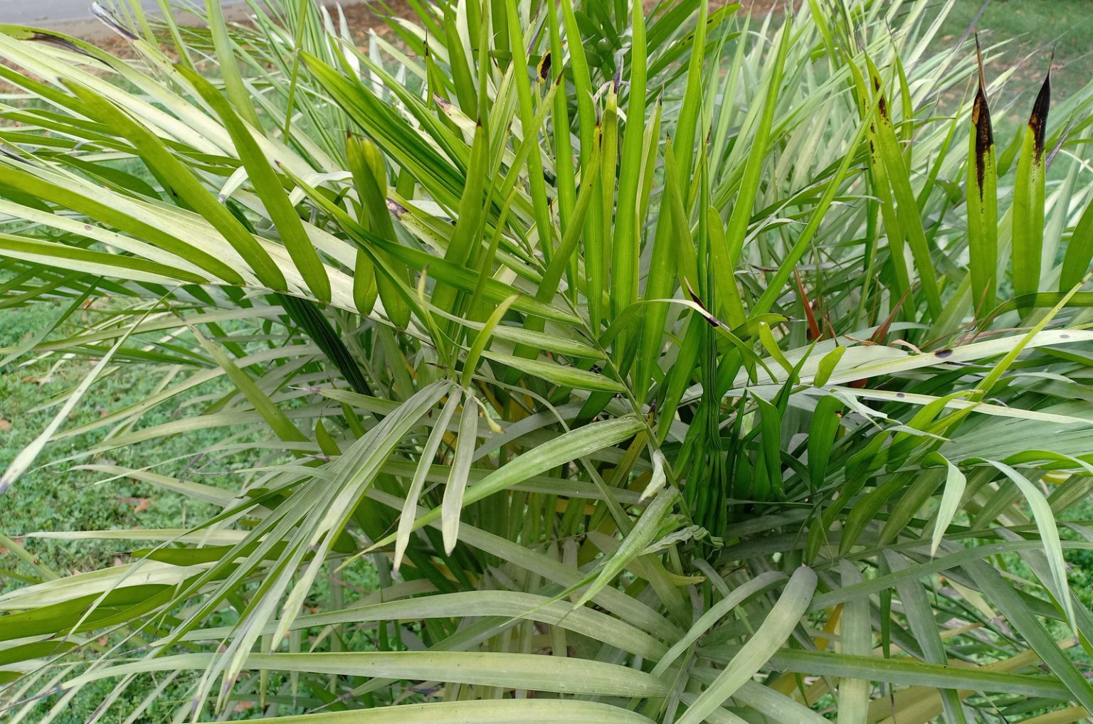 All Leaves And No Trunk? Cascade Palm Plant Guide 101