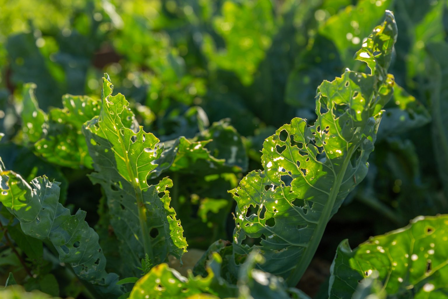 What Are Cauliflower Growing Stages? Check Out The Answer Here