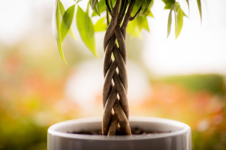 Money Tree Root Rot - Symptoms, Causes & How To Treat It