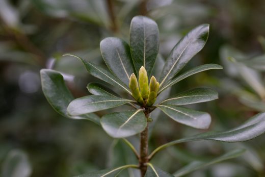 Pittosporum Hedge: 7 Best Pittosporum Varieties For Hedges