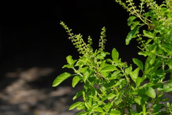 How To Save Tulsi Plant From Dying: Everything You Need To Know