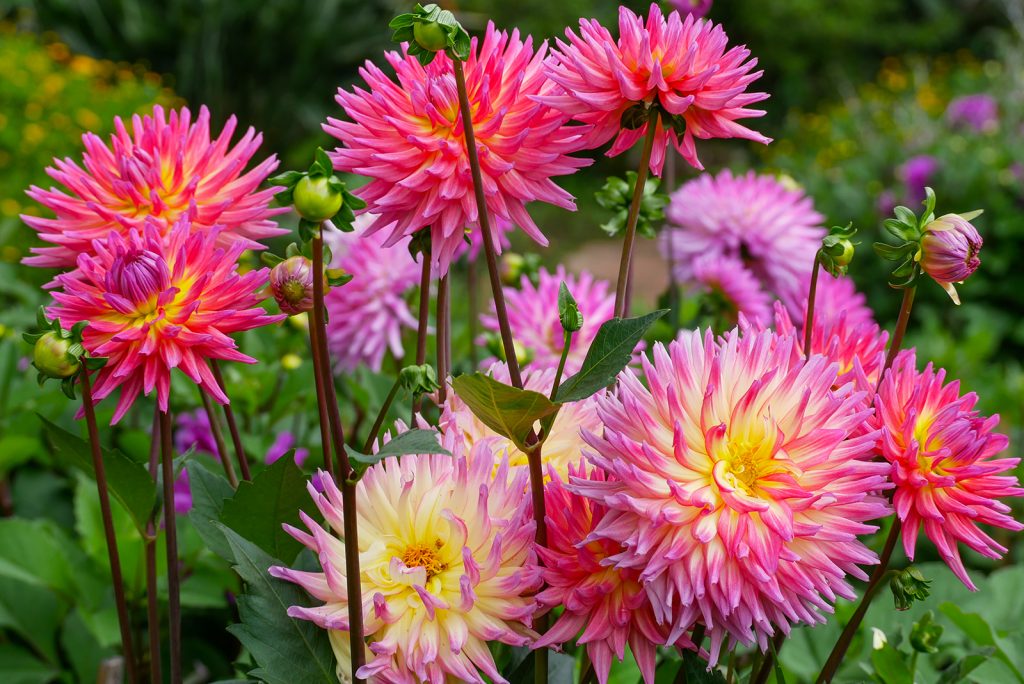 10 Star Shaped Flower Varieties For Every Garden