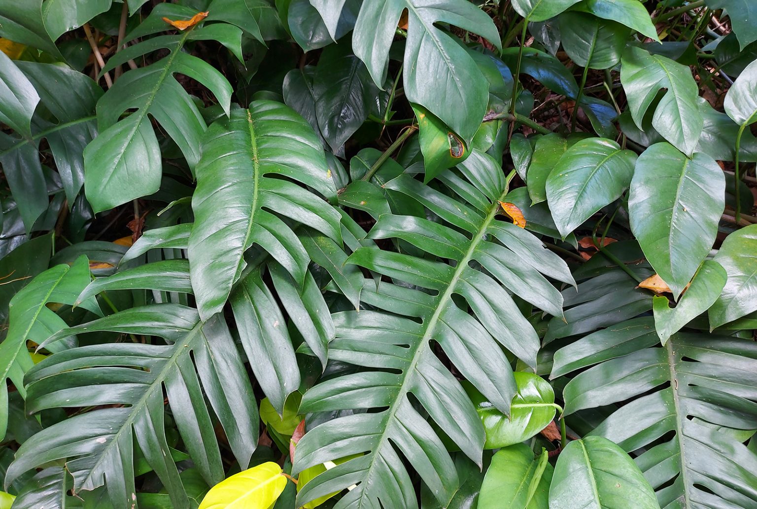 Dragon Tail Plant: Care Guide For This Exotic Plant