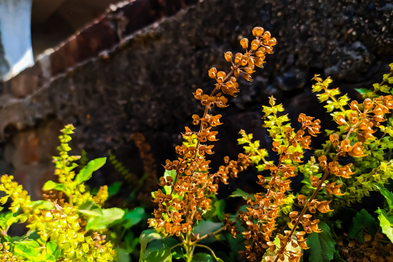 How To Save Tulsi Plant From Dying: Everything You Need To Know