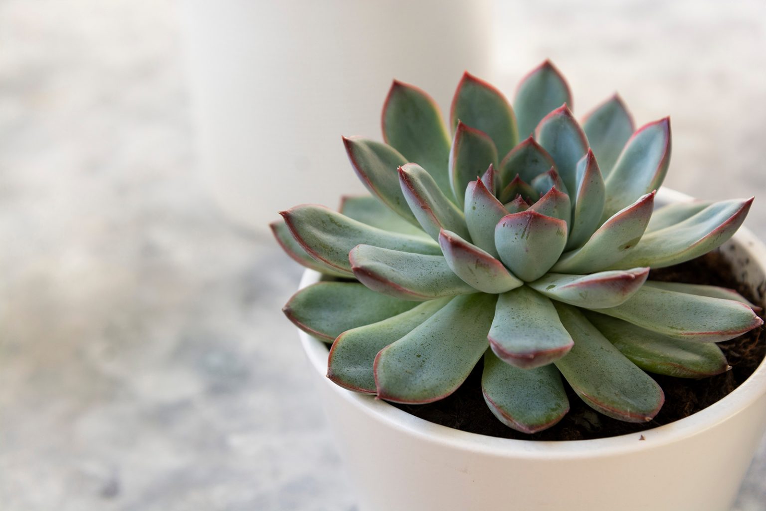 Meet Echeveria Flower: Features, Varieties, And Care Guide
