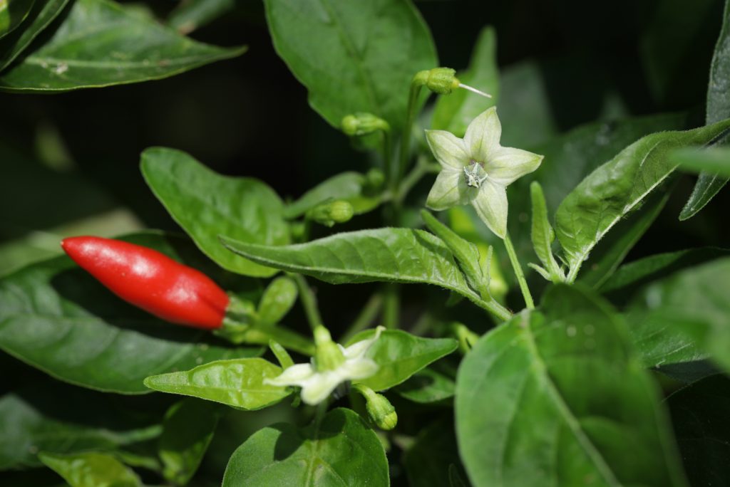 Chilli Flowers: The Answers To All Your Questions