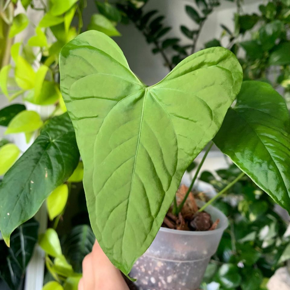 Anthurium Balaoanum: Care Guide To Help Start Your Exotic Garden