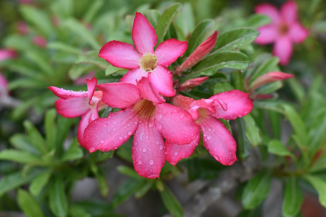 10 Star Shaped Flower Varieties For Every Garden