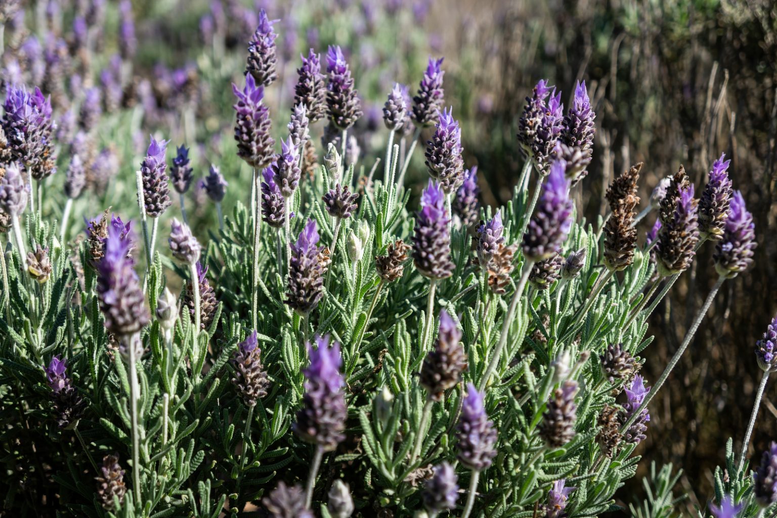 When Does Lavender Bloom? The Answer You’ve Been Looking For