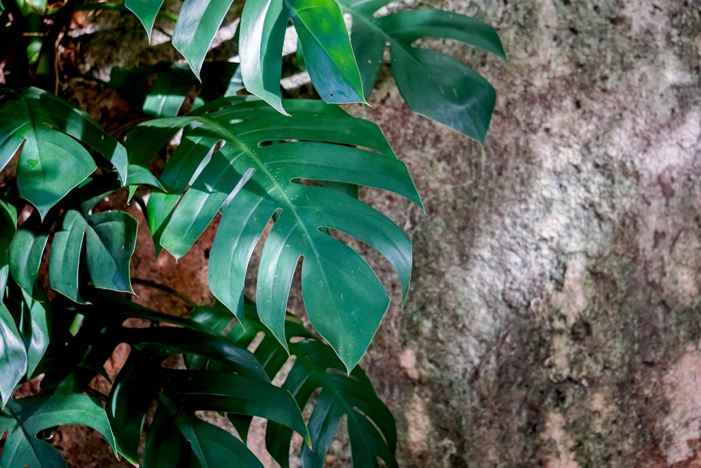 Dragon Tail Plant: Care Guide For This Exotic Plant