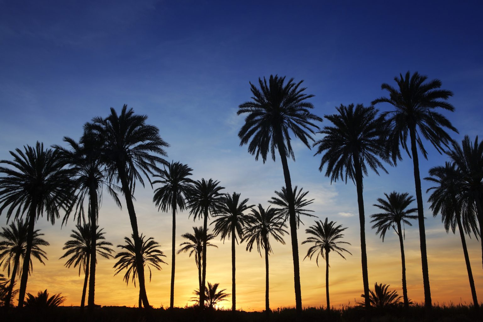 70 Palm Tree Quotes & Sayings To Describe Tropical Beauty