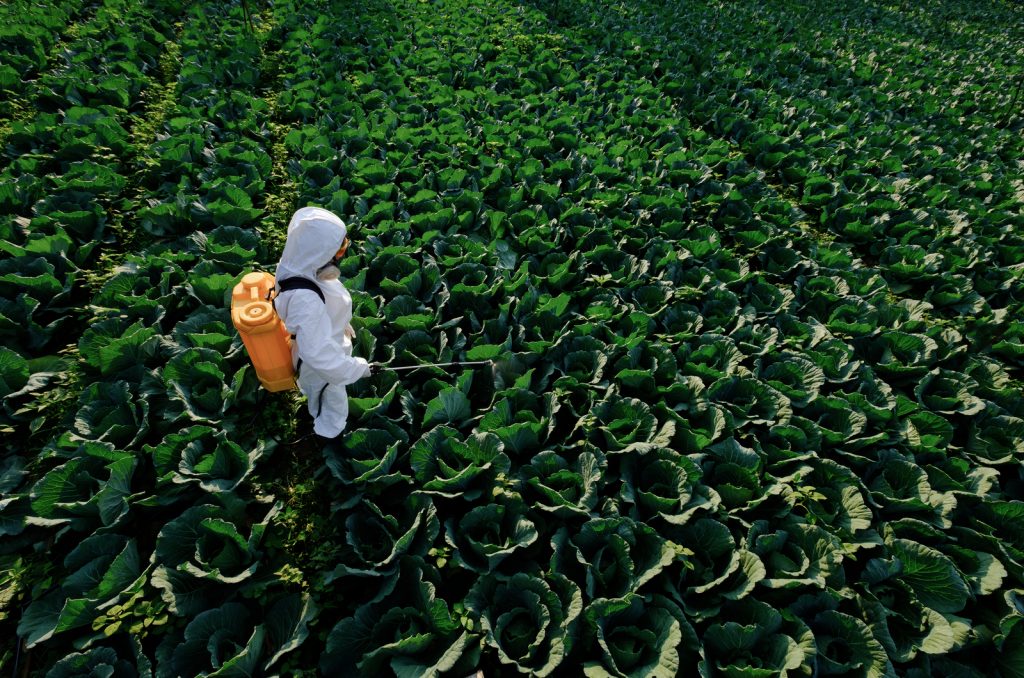 17 17 17 Fertilizer: Everything You Need To Know