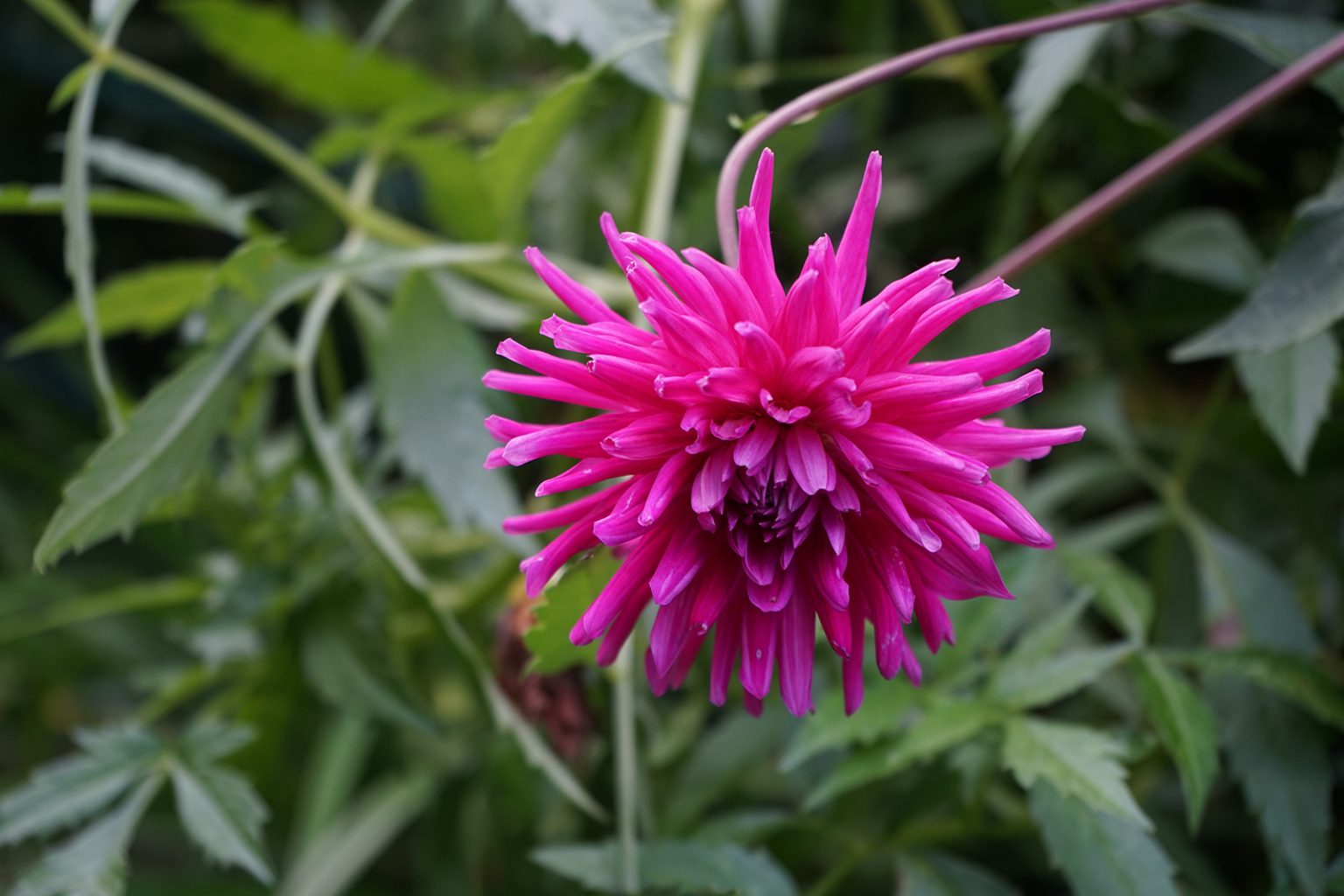 10 Star Shaped Flower Varieties For Every Garden