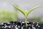 Triple 19 Fertilizer: Where, When, And How To Use It