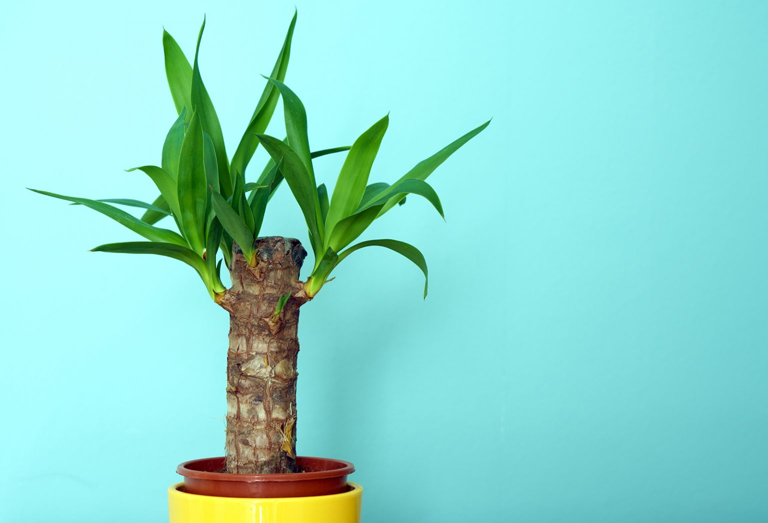 10 Plants With Spiky Leaves That Every Home Needs