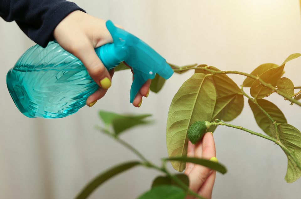 What Is The Best Lemon Tree Fertilizer? How And When To Apply It