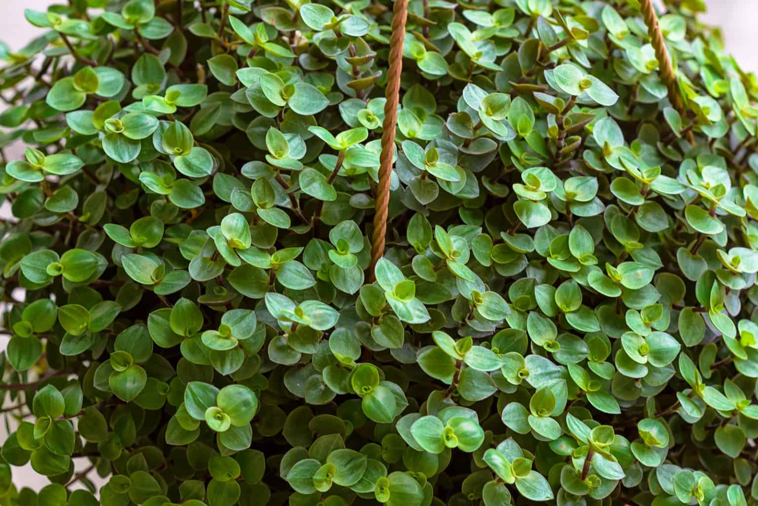 Turtle Vine aka Callisia Repens: How To Grow And Care For It