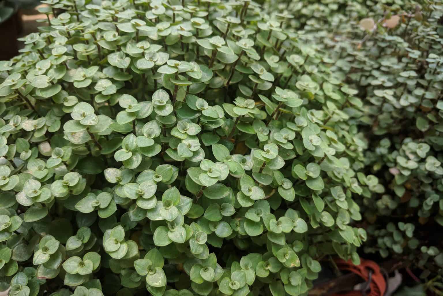 Turtle Vine aka Callisia Repens: How To Grow And Care For It