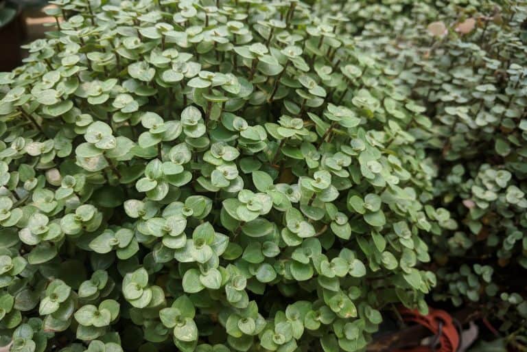 Turtle Vine aka Callisia Repens: How To Grow And Care For It