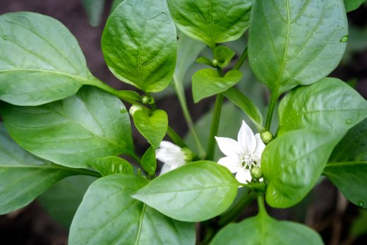 Pepper Flowers: Everything You Need To Know