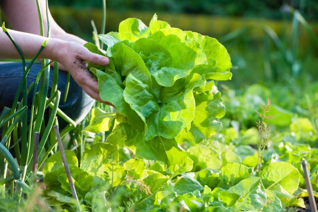 5 Reasons For Bitter Lettuce And How To Prevent It