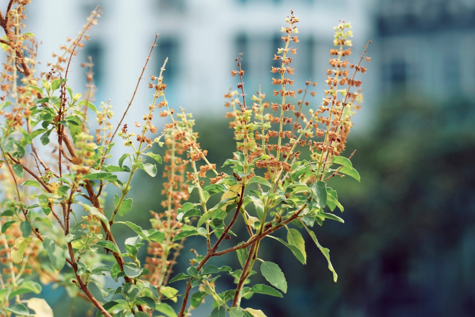 How To Save Tulsi Plant From Dying: Everything You Need To Know