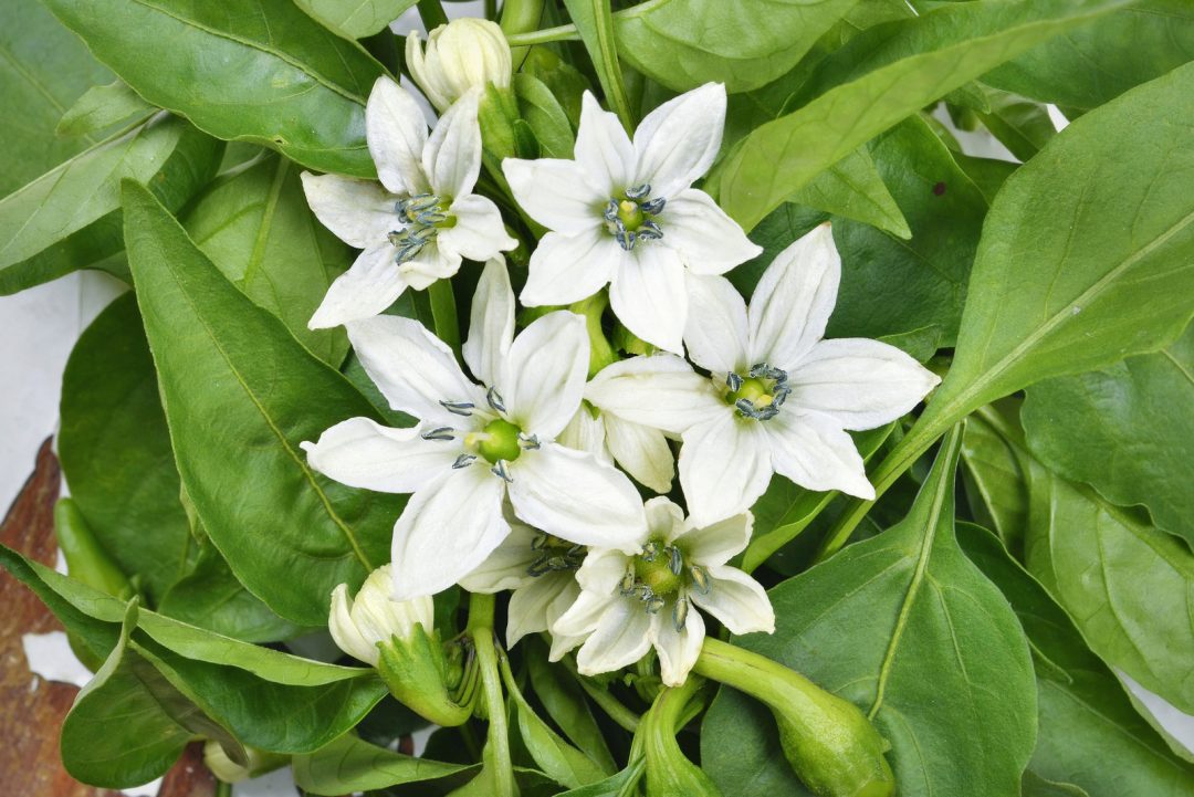 Chilli Flowers: The Answers To All Your Questions