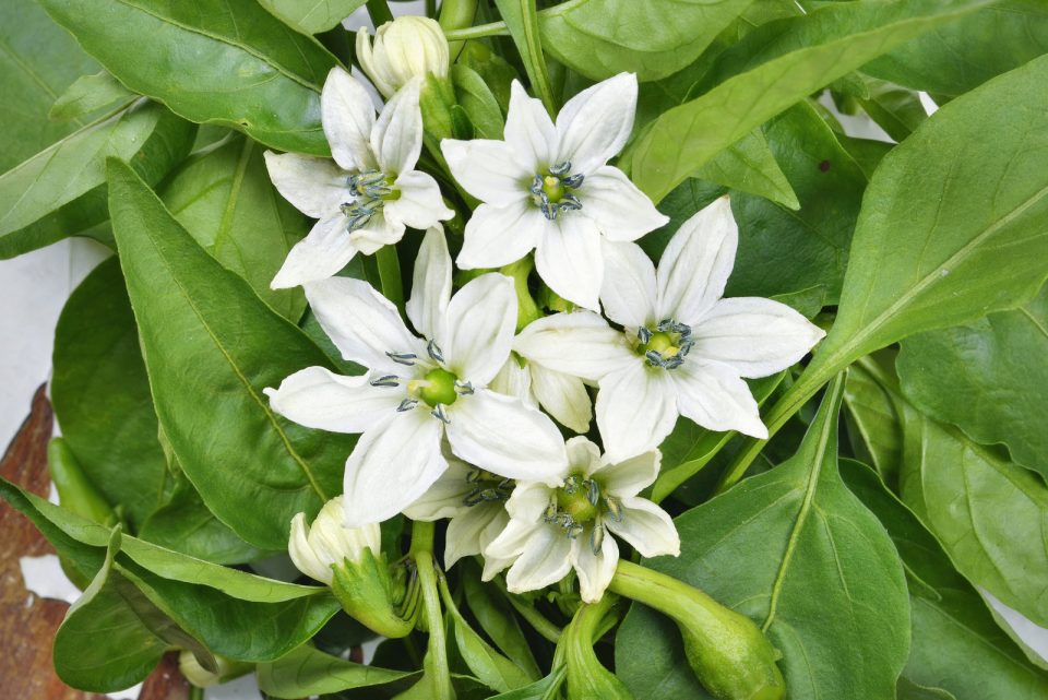 Chilli Flowers: The Answers To All Your Questions