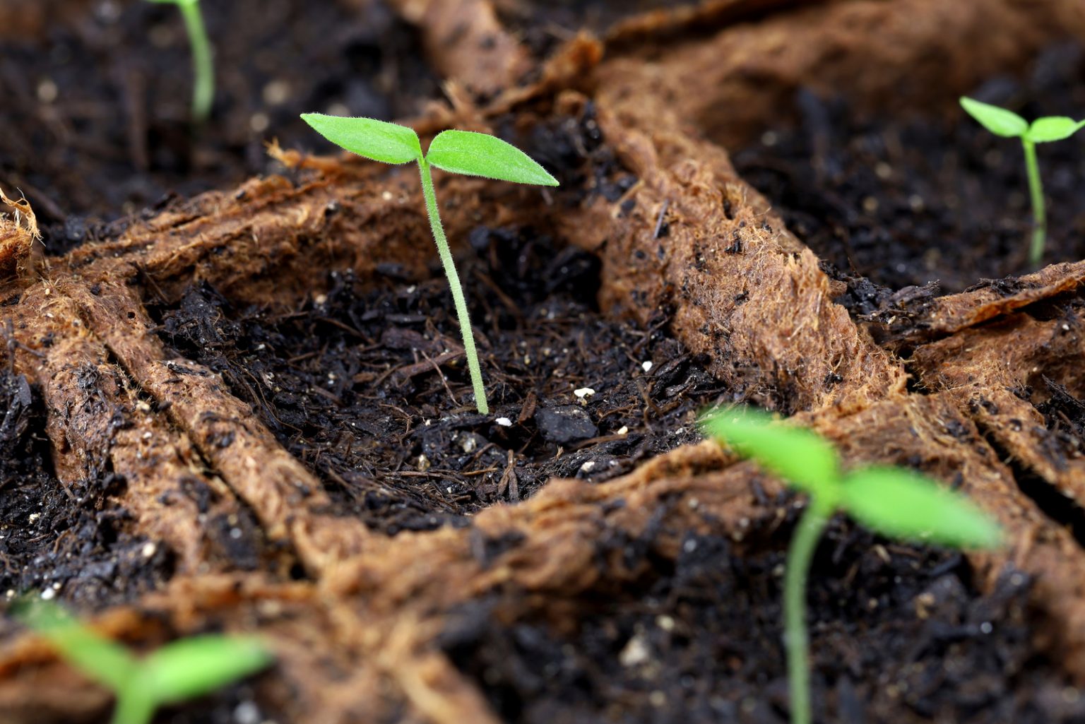 Chilli Flowers: The Answers To All Your Questions