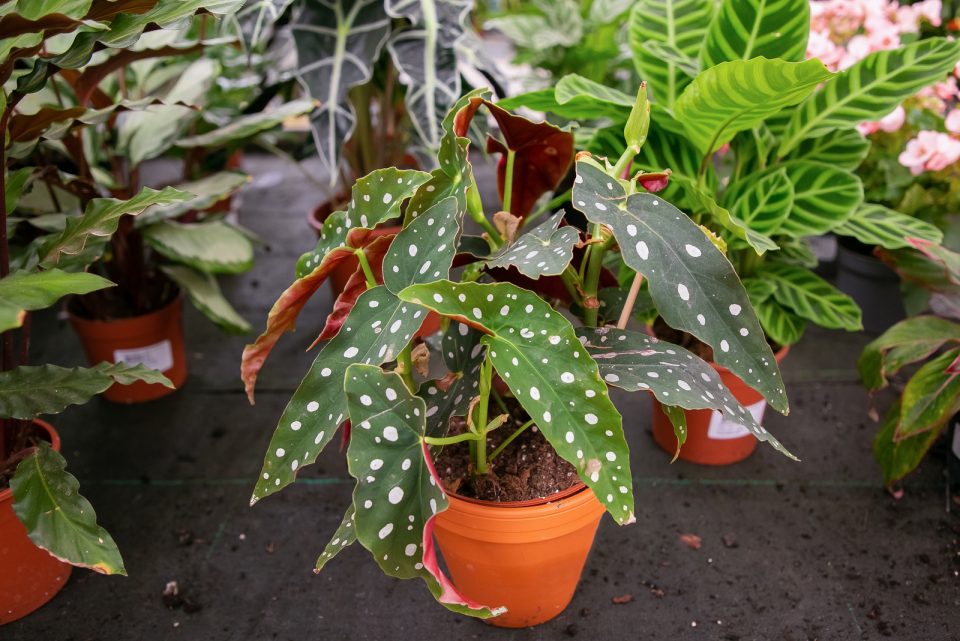 How And When To Propagate Begonia Maculata? Best Methods