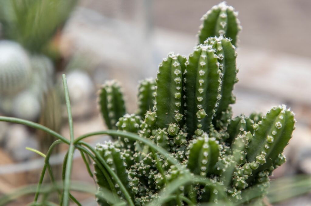 What Are The Fastest Growing Cactus Species? Find Out Here