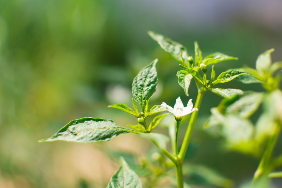 The Chilli Plant Growing Stages: All You Need To Know