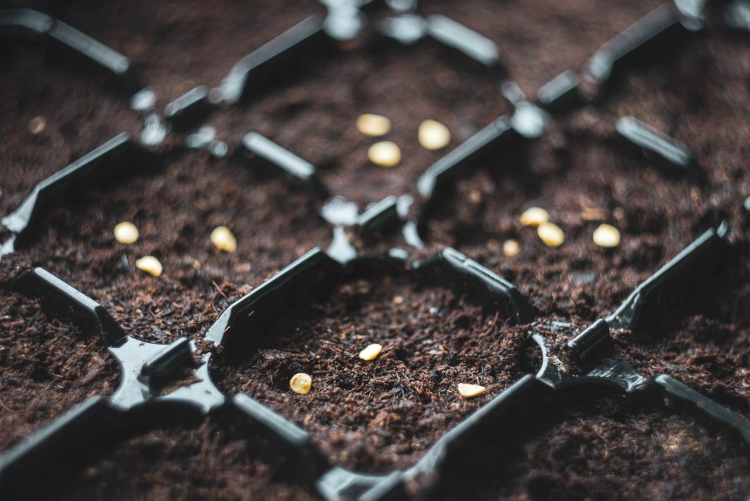 The Chilli Plant Growing Stages: All You Need To Know