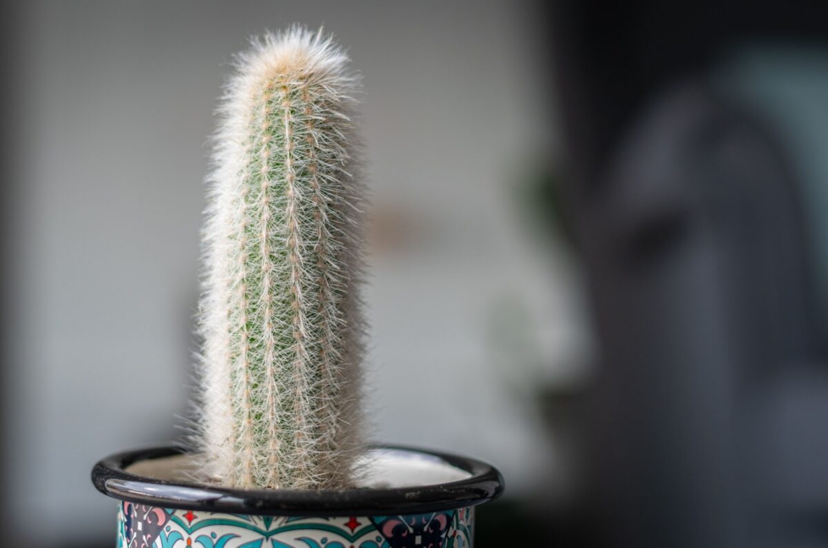What Are The Fastest Growing Cactus Species? Find Out Here
