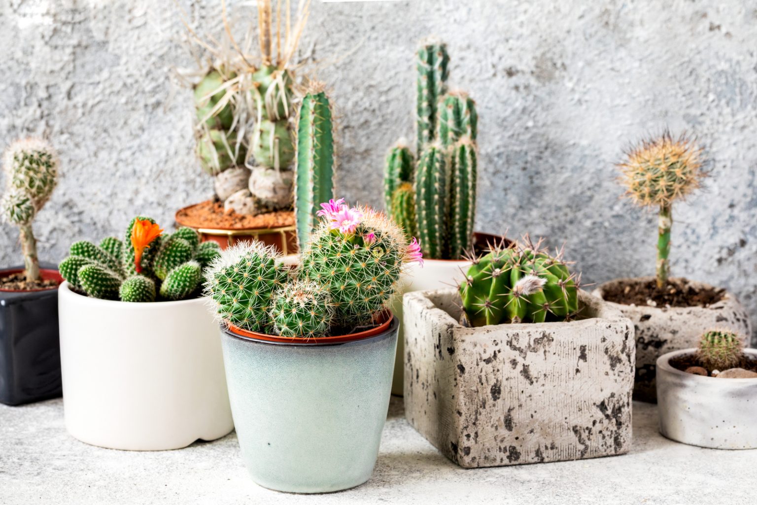 What Are The Fastest Growing Cactus Species? Find Out Here