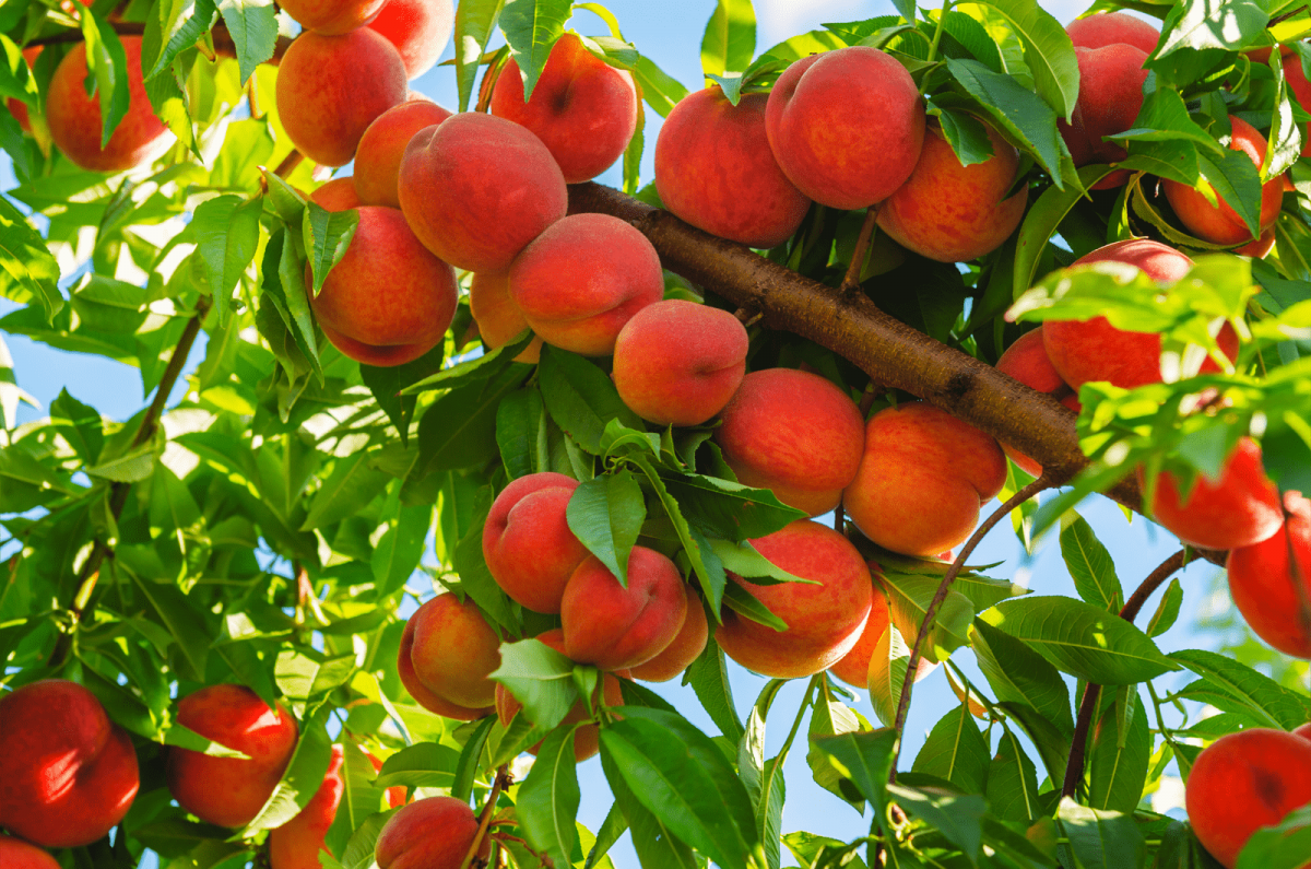 Everything You Need To Know About Peaches In Season
