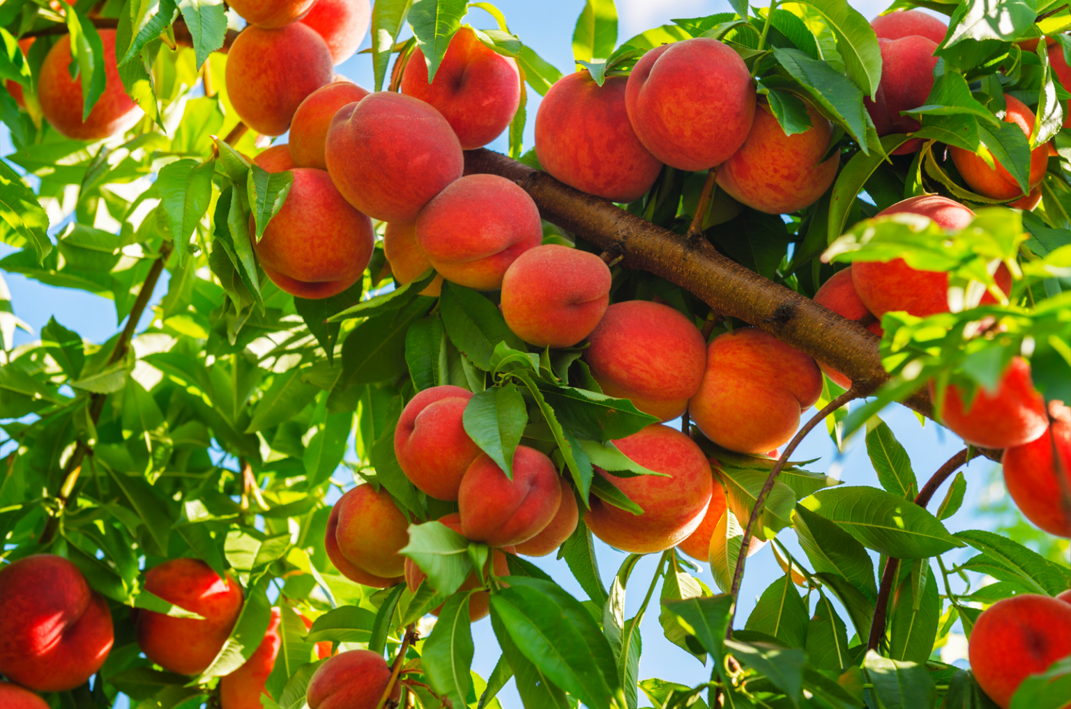 Everything You Need To Know About Peaches In Season