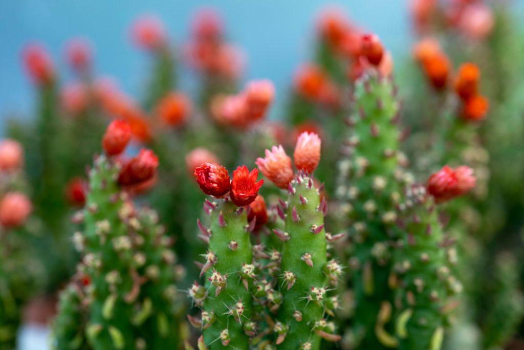 What Are The Fastest Growing Cactus Species? Find Out Here