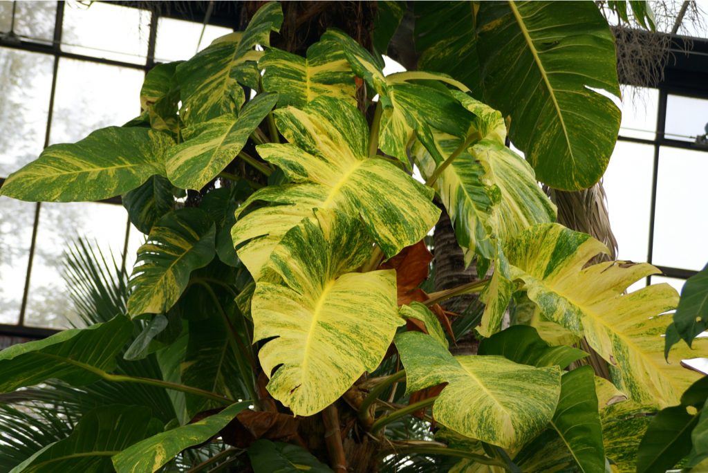 Hawaiian Pothos: Features, Care Guide, And Common Issues