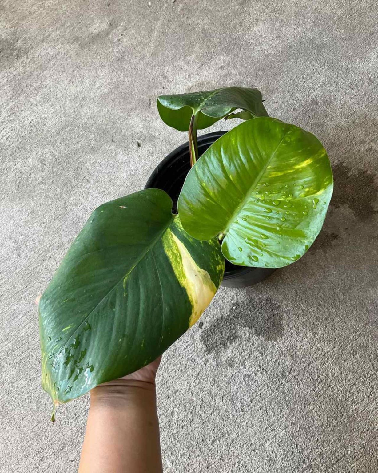 Hawaiian Pothos: Features, Care Guide, And Common Issues