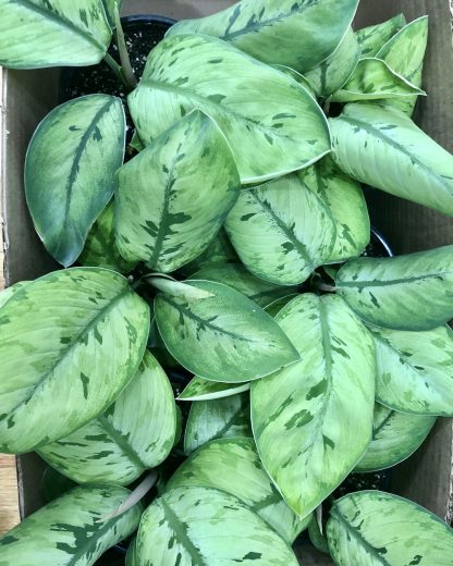 Homalomena Selby Care Guide: Our Plant Of The Day