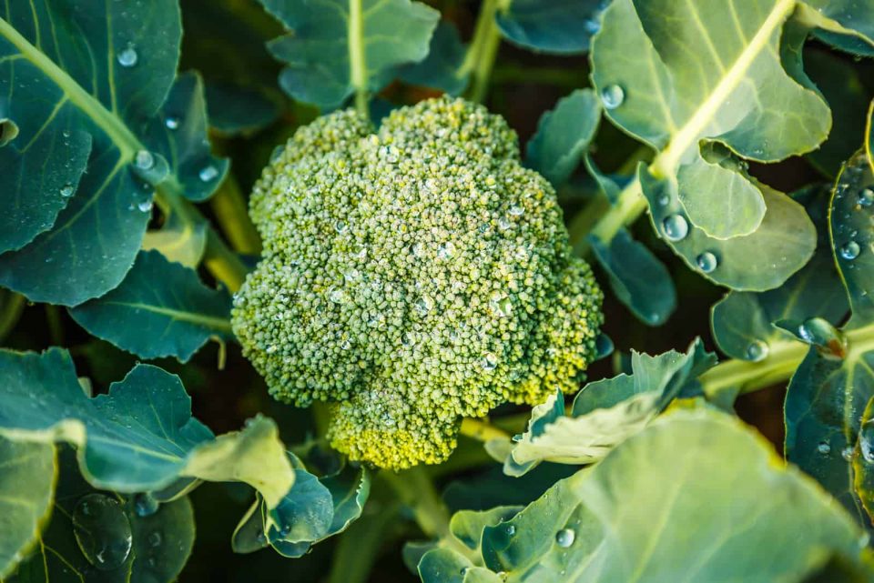 How To Grow Broccoli From Stem And Seed: Ultimate Guide