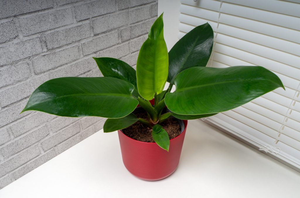 Imperial Green Philodendron: Ultimate Care Guide