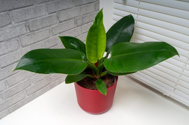 Imperial Green Philodendron: Ultimate Care Guide