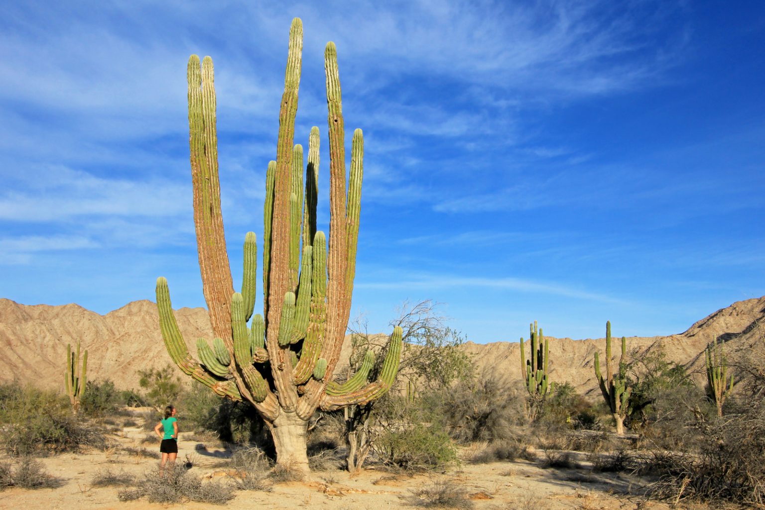What Are The Fastest Growing Cactus Species? Find Out Here