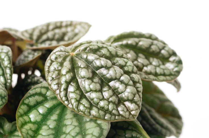Peperomia Caperata: Plant Care, Features, And Fun Facts