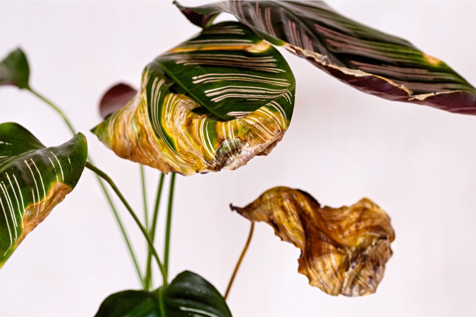 11 Reasons You May See Your Prayer Plant Drooping & How To Fix It