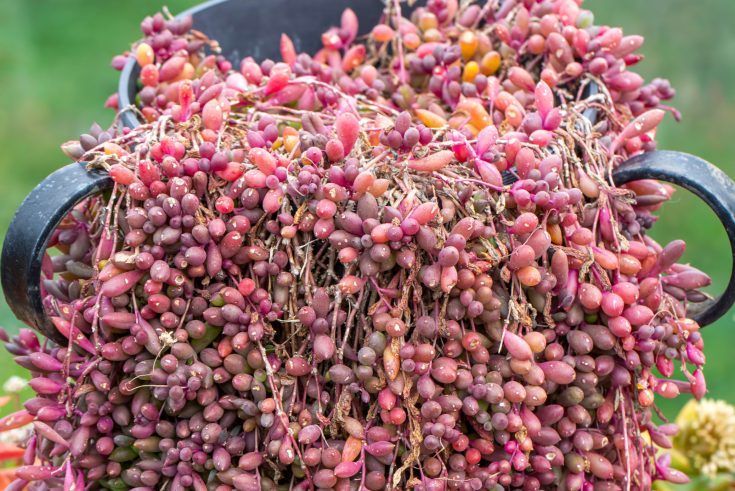 How To Grow And Care For A Ruby Necklace Succulent