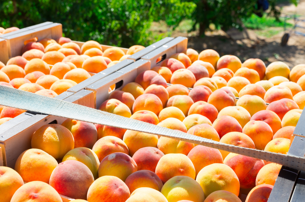 Everything You Need To Know About Peaches In Season
